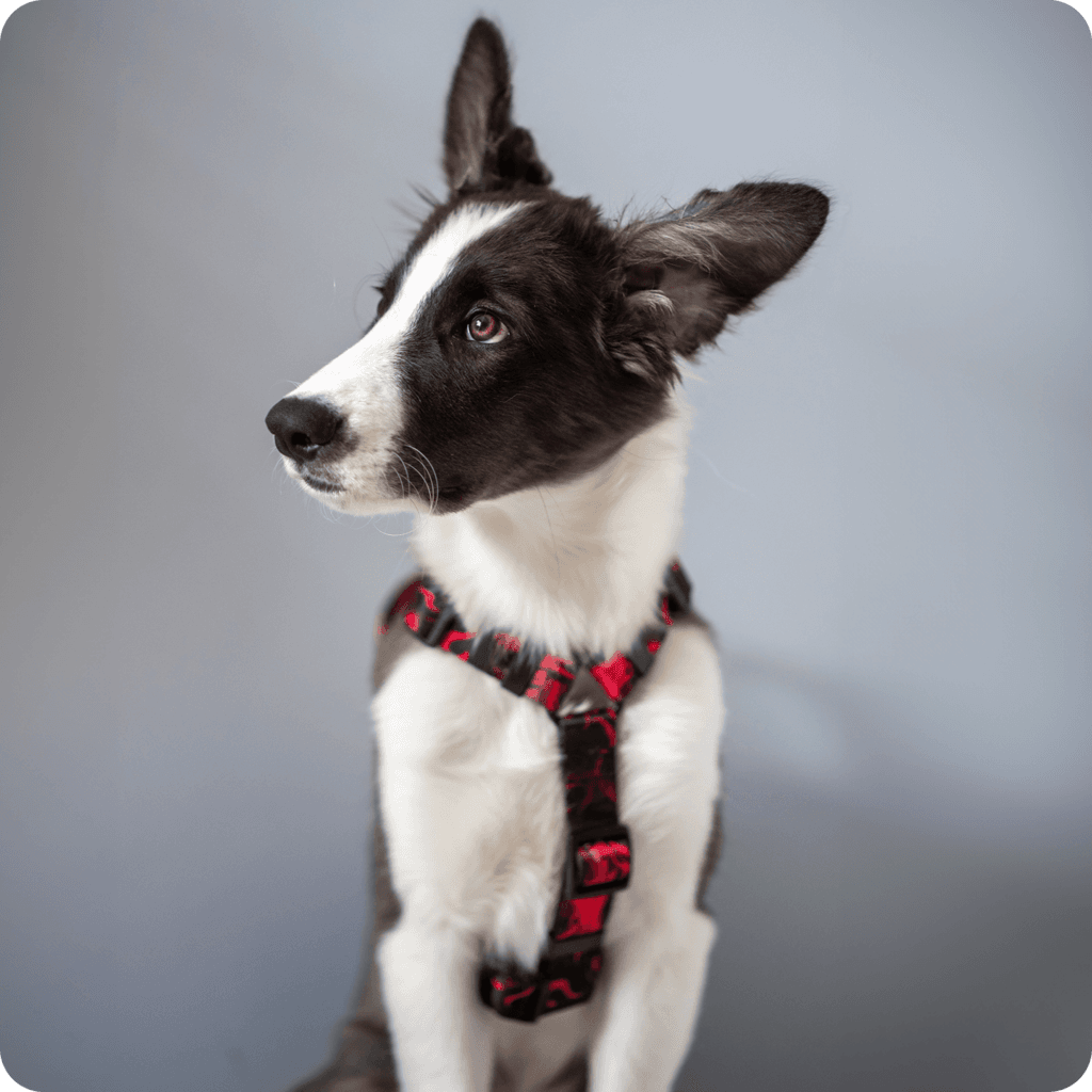 Szelki typu guard dla psa | Smoki | Hauki